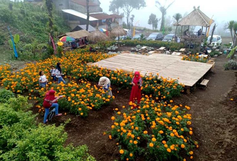 Padang Bunga Kasna Destinasi Lain Di Pulau Dewata - Nusae